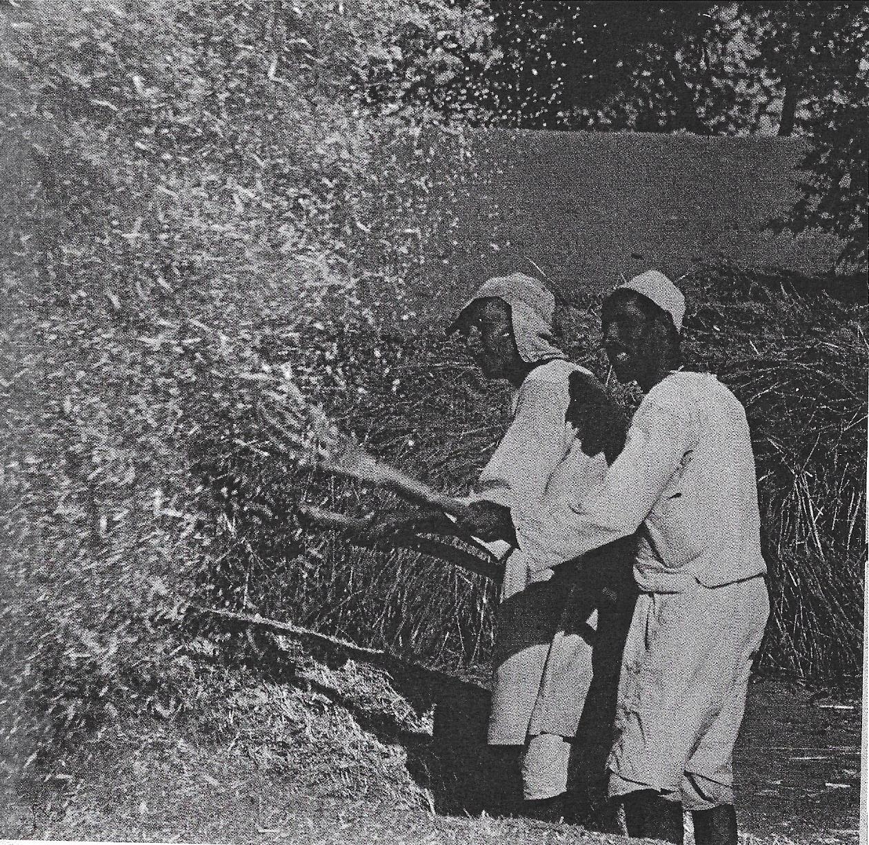 Harvest Field / Harvest of Souls